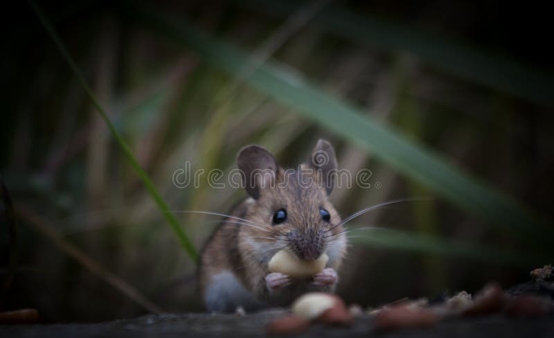 Mouse eating peanuts stock image. Image of cute, animal - 37484459