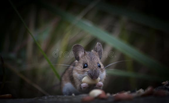 Mouse stock image. Image of field, nature, cute, mouse - 78982115