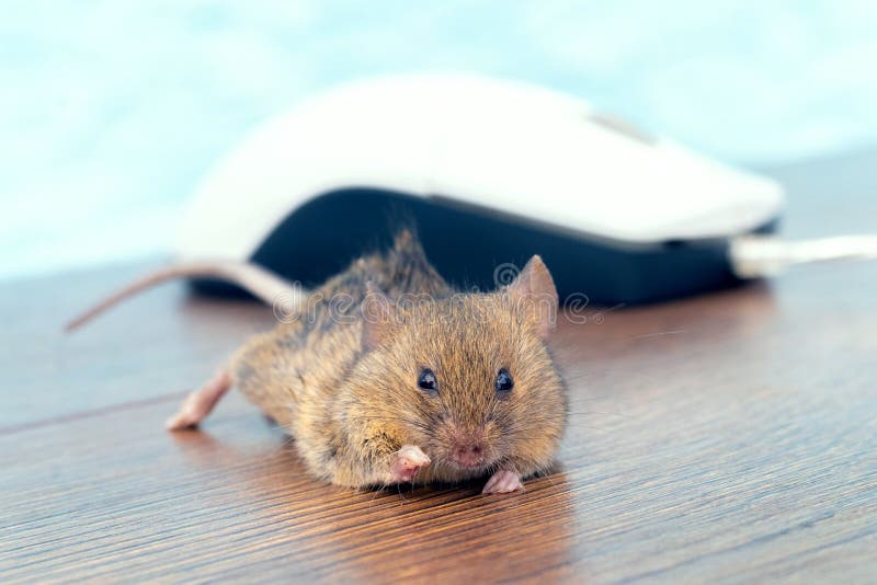 Mouse on a Wooden Table Near a Computer Mouse. Work in the Office Stock ...
