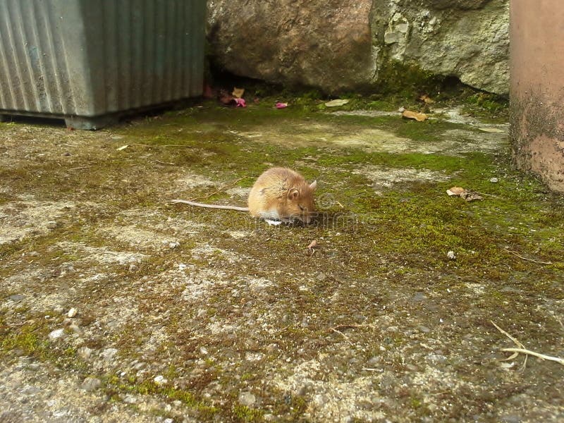 Mouse in the Yard stock image. Image of mice, stone, mouse - 93493155