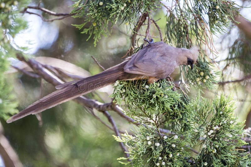 Mousebird eating in tree stock image. Image of conifer - 139742237