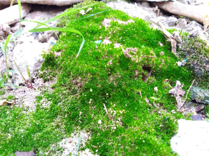 Mousse au sol photo stock. Image du mousse, végétation - 183250658