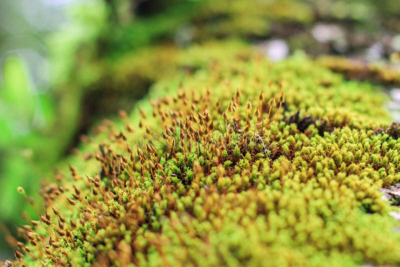 Mousse dans les bois photo stock. Image du horizontal - 40743540