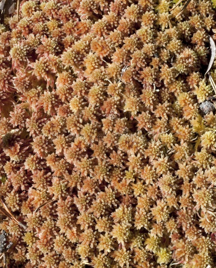 Mousse De Tourbe (Sphagnum) Image stock - Image du climat, marais: 16197953