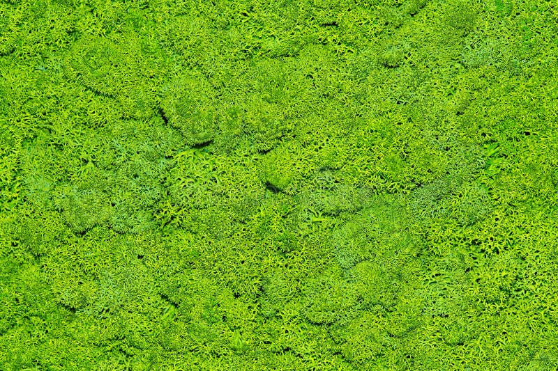 Texture de mousse image stock. Image du forêt, bois, hiver - 83142259