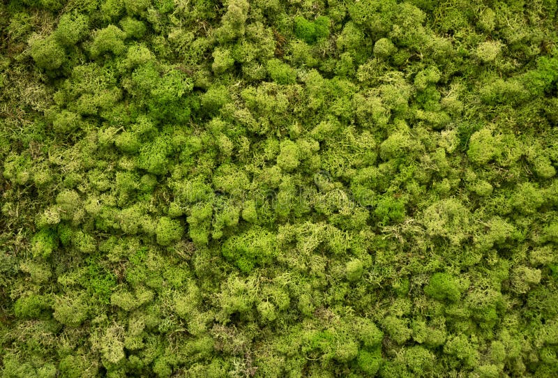 Mousse Naturelle En Nature. Texture Verte De Fond En Mousse Image stock ...