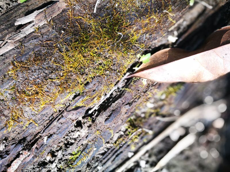 La Mousse Pousse Sur Un Rocher. Photo stock - Image du mousse, roche ...