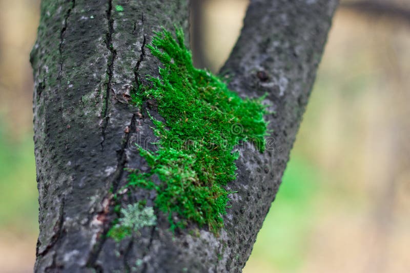 Mousse Sur Un Tronc D'arbre Photo stock - Image du mousse, arbre: 134225754