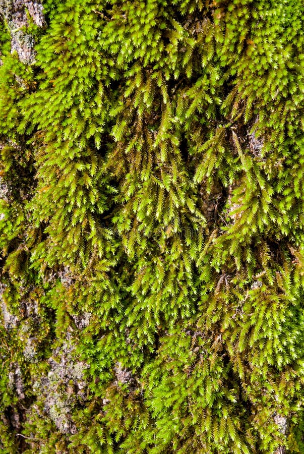 Mousse sur l'arbre image stock. Image du lame, texture - 42686543