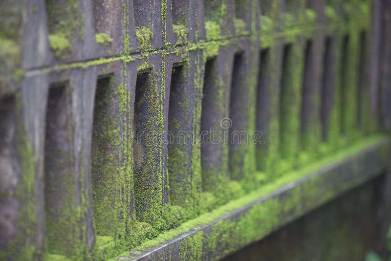 Mousse Sur La Pierre Naturelle Photo stock - Image of pierre, écologie ...