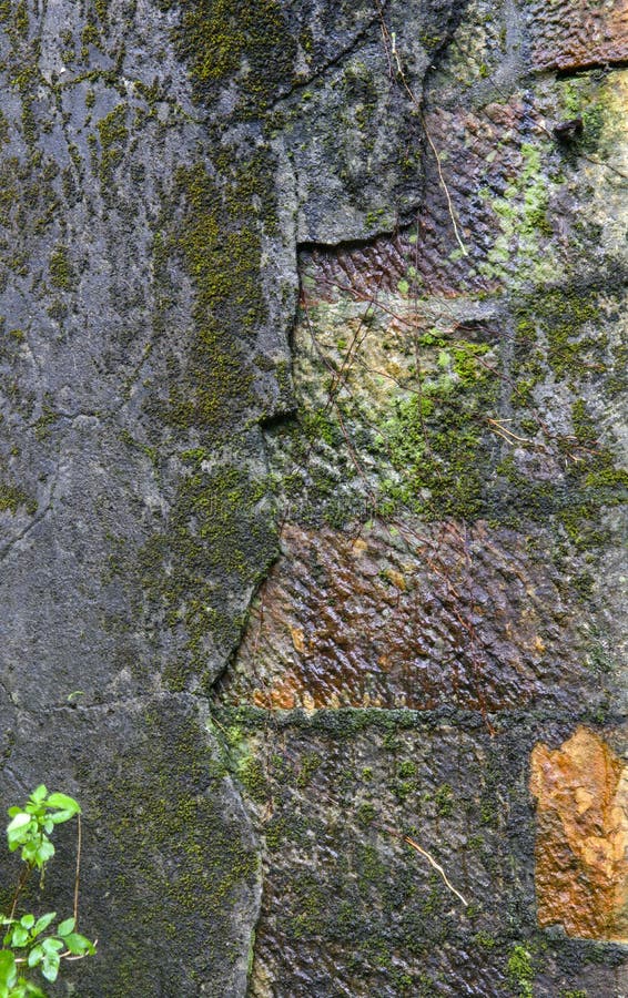 Mousse Sur Le Vieux Mur De Roche Image stock - Image du mousse ...