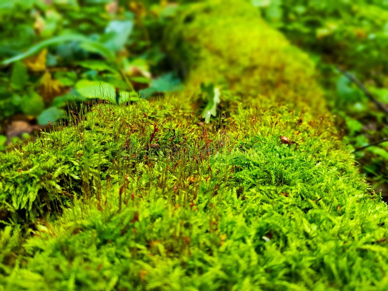 Mousse Sur Le Macro De Tronc D'arbre Photo stock - Image du macro ...