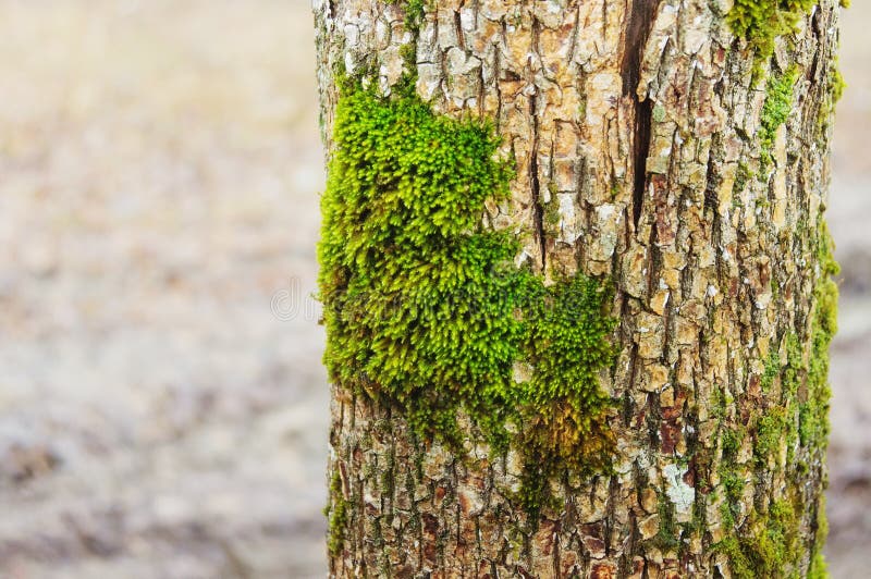 Mousse Vert Clair Sur Le Tronc D'arbre Photo stock - Image du couleur ...