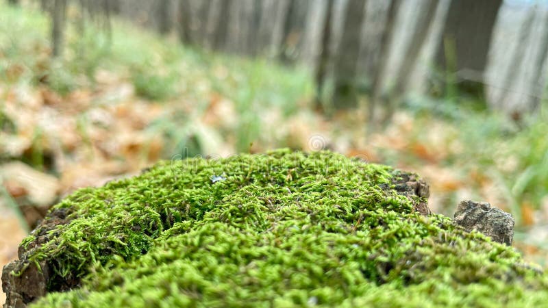 Mousse Verte Sur Un Moignon Dans La Forêt Photo stock - Image du détail ...