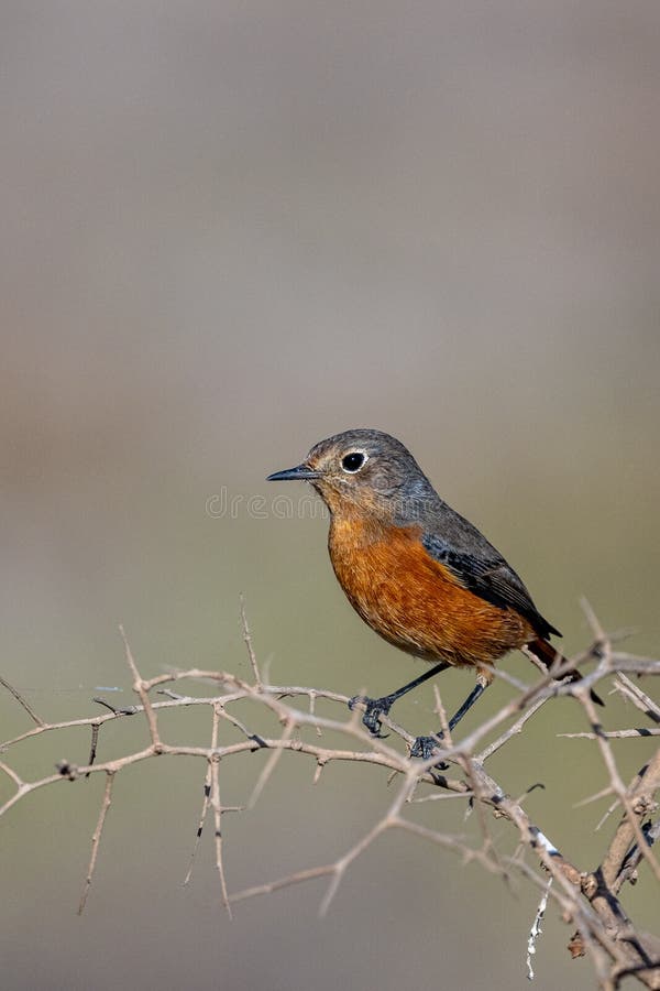 Moussier`s Redstart Female, Phoenicurus Moussieri, Morocco Stock Image ...