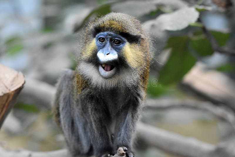 Moustached guenon stock photo. Image of mountain, primate - 59809428