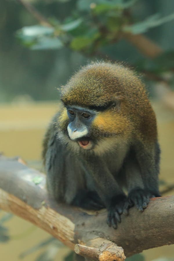 Moustached guenon stock image. Image of moustached, primate - 99996169
