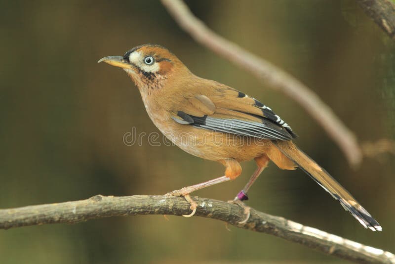 Moustached laughingthrush stock photo. Image of tree - 29851446