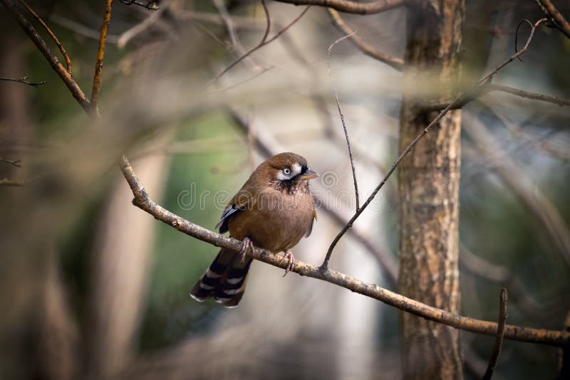 Moustached laughingthrush stock photo. Image of bright - 116169302