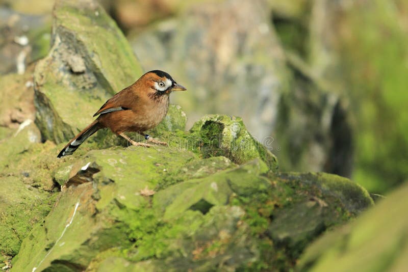 Moustached laughingthrush stock image. Image of world - 29920803