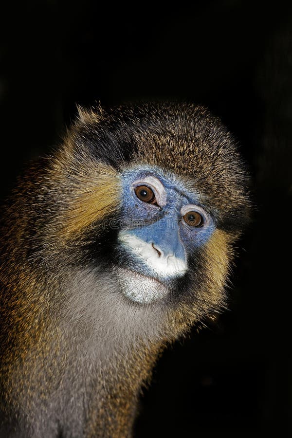 MOUSTACHED MONKEY or MUSTACHED MONKEY Cercopithecus Cephus, PORTRAIT of ...