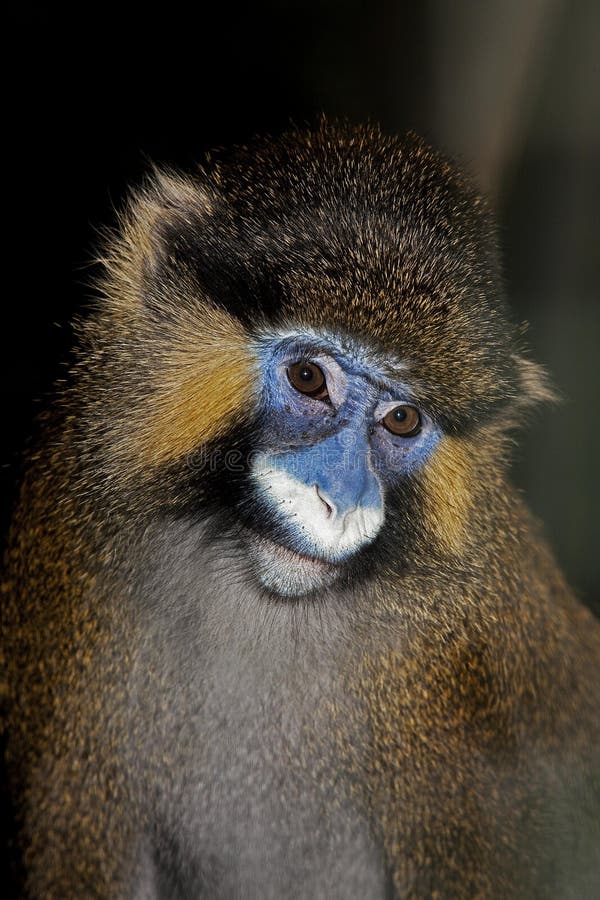 Moustached Monkey or Mustached Monkey, Cercopithecus Cephus, Portrait ...