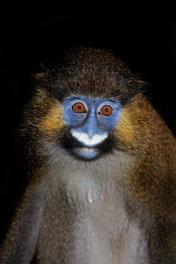 Moustached Monkey or Mustached Monkey, Cercopithecus Cephus, Portrait ...