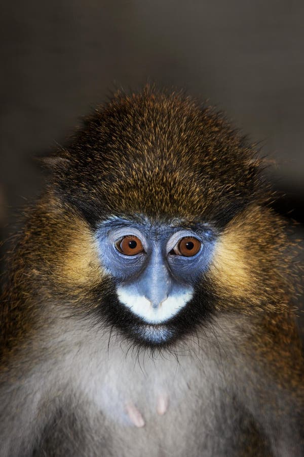 MOUSTACHED MONKEY or MUSTACHED MONKEY Cercopithecus Cephus, PORTRAIT of ...