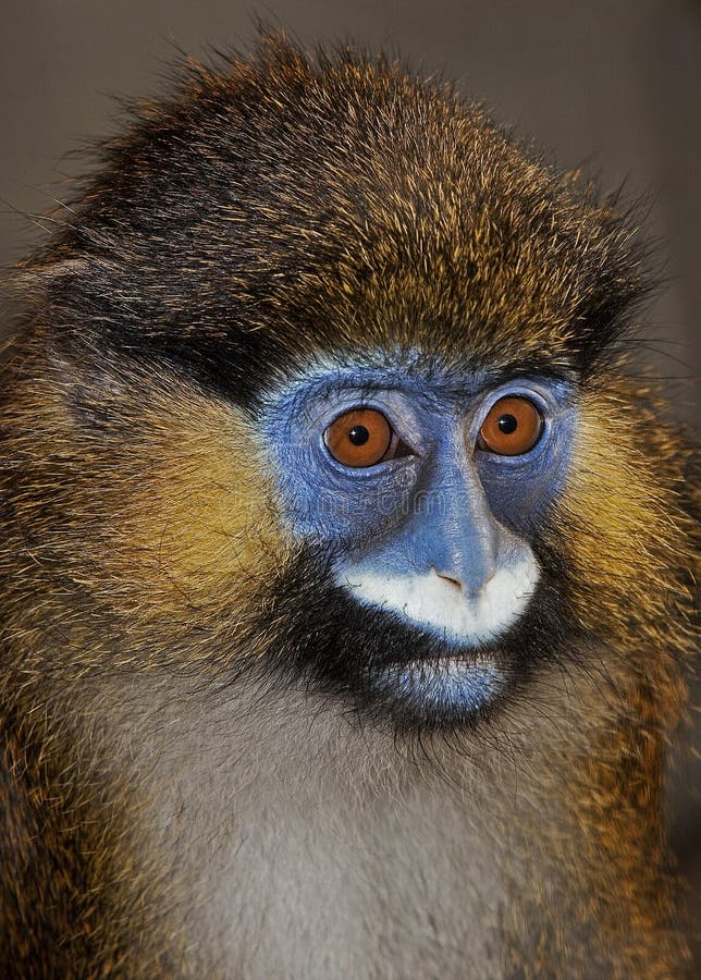 Moustached Monkey or Mustached Monkey, Cercopithecus Cephus, Portrait ...