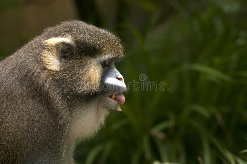 Moustached Monkey Portrait stock image. Image of monkey - 31798123
