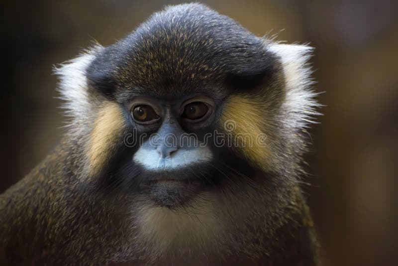 Moustached Monkey Portrait in Low Light.close Up Face Stock Image ...