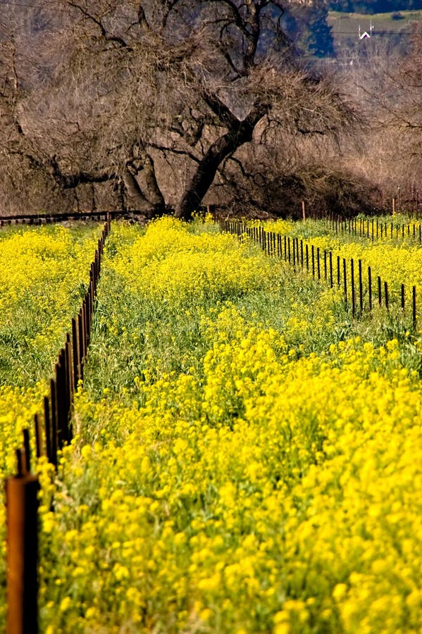 Moutarde photo stock. Image du pays, frais, fleurs, coloré - 5505570