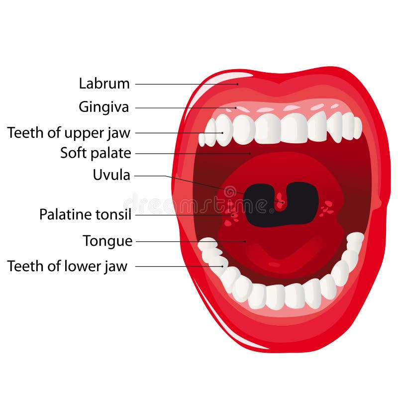 Human Mouth anatomy stock vector. Illustration of crown - 45101008