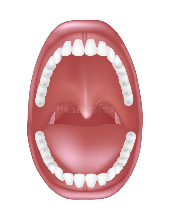 Mouth Anatomy stock vector. Illustration of human, healthy - 24267570