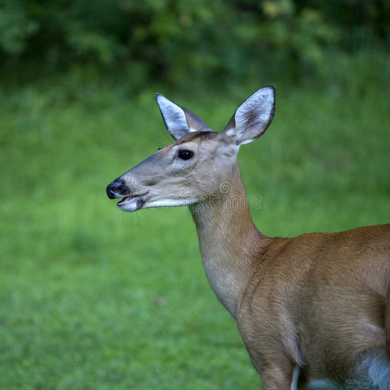 267 Deer Open Mouth Photos - Free & Royalty-Free Stock Photos from ...