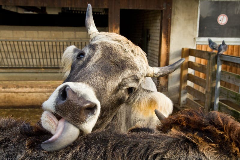 Mouth of Cow in the Barn, Farm Stock Image - Image of animal, horns ...