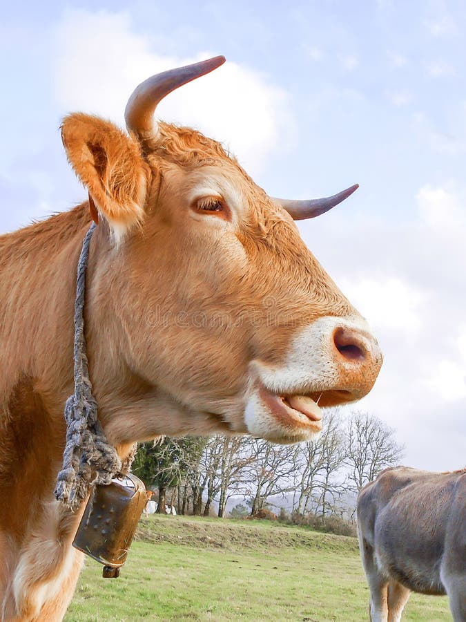 Mouth of Cow Ruminating in the Meadow. Stock Photo - Image of grazing ...