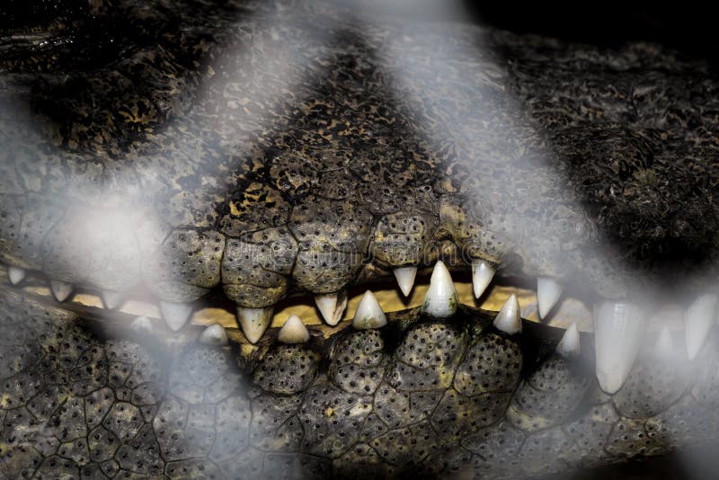 Mouth of the Crocodile Hunter Stock Photo - Image of killer, furrow ...