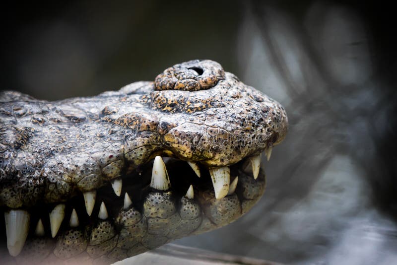 Alligator Trace Stock Photos - Free & Royalty-Free Stock Photos from ...