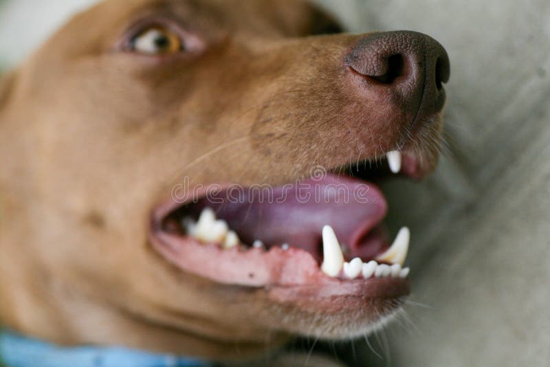 The Mouth of a Dog with Sharp White Teeth. Dog Open Mouth Close-up. Dog ...