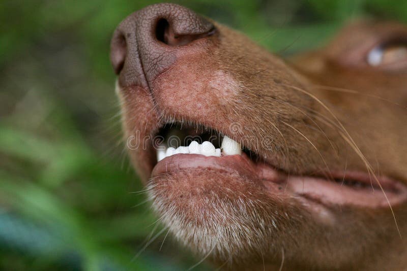 Why Do Puppies Have Such Sharp Teeth