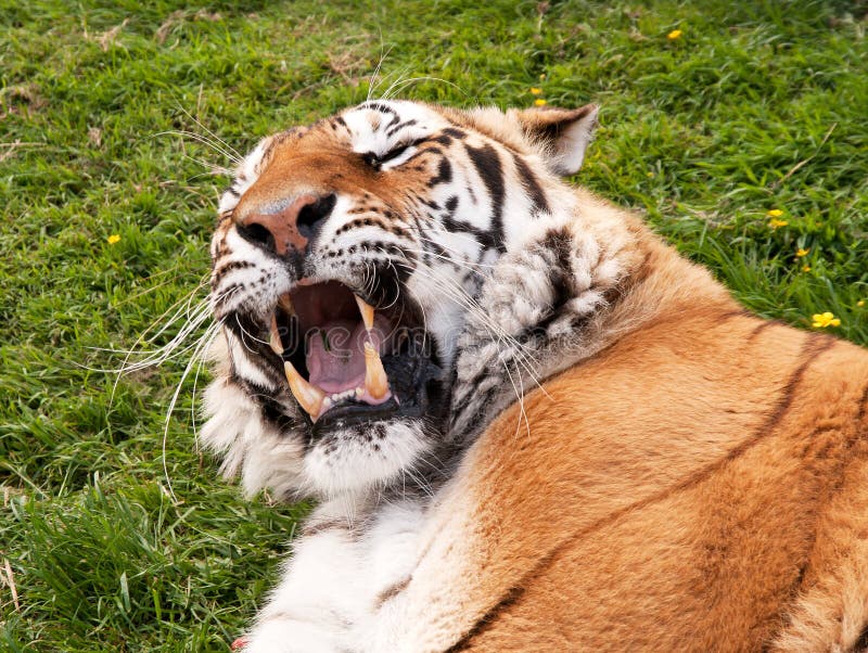 Mouth and Fangs of a Bengal Tiger Stock Image - Image of mouth, grass ...