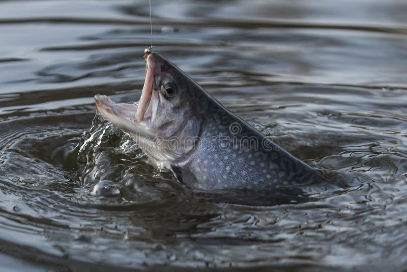 Mouth stock image. Image of capture, lock, pink, amphibians - 52553331