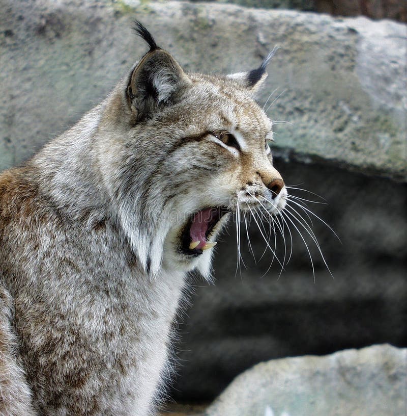Mouth of a lynx stock image. Image of hunting, teeth, coat - 935757