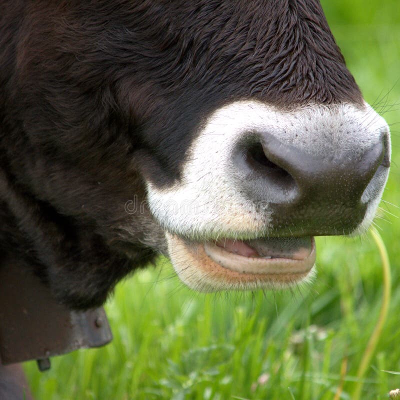 Mouth and Nose of a Cow Chewing Grass Stock Image - Image of meadow ...