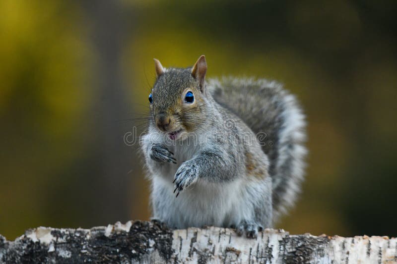 Squirrel Paws stock photo. Image of branch, grass, chipmunk - 352737802