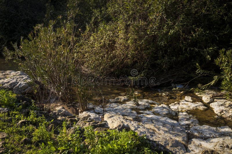 The Mouth of the Oren Stream on Mount Carmel in Israel Stock Image ...
