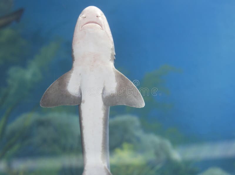 Shark Bottom View Stock Photos - Download 187 Royalty Free Photos