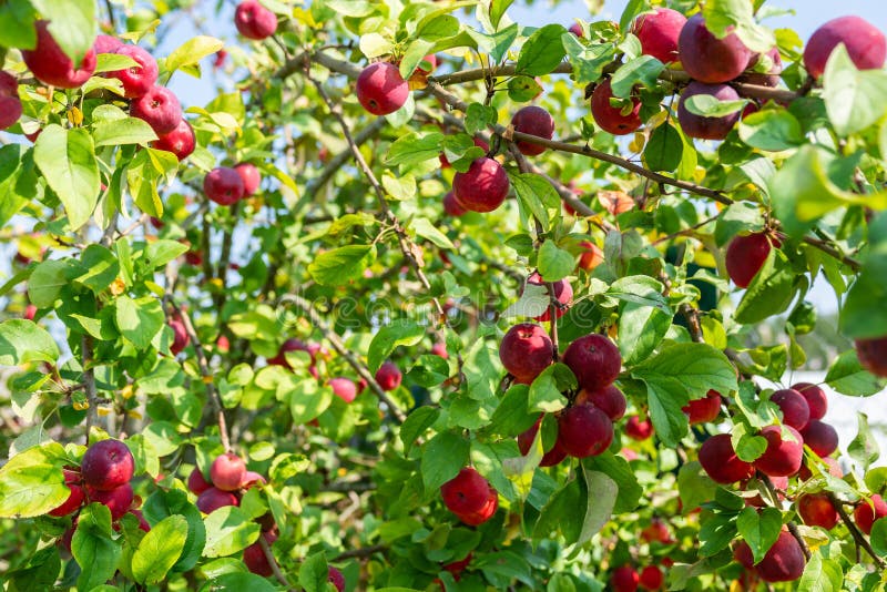 Mouth-watering Ripe Varietal Apples Ripened on the Garden Plot. Apples ...