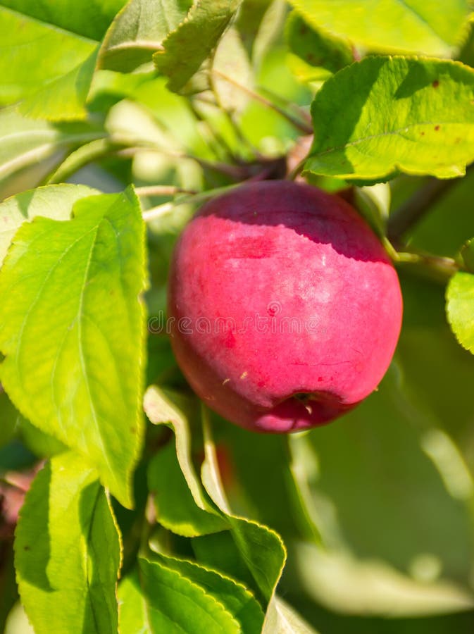 Mouth-watering Ripe Varietal Apples Ripened on the Garden Plot. Apples ...